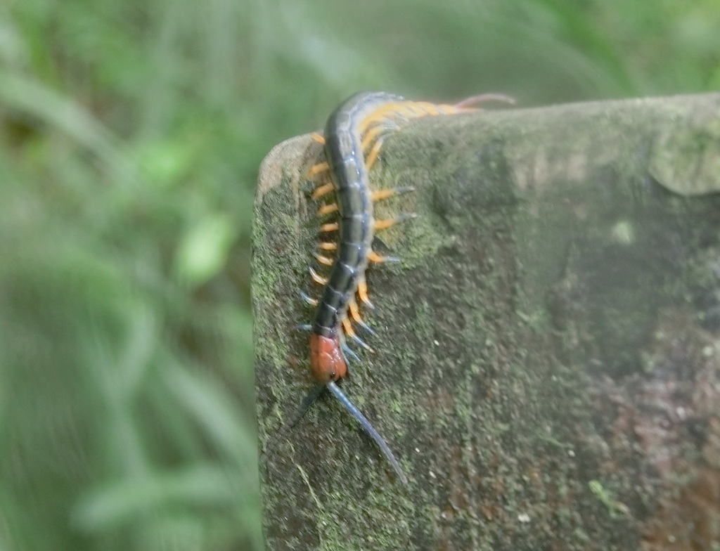 Chinese Red-headed Centipede from 台灣彰化縣 on August 19, 2023 at 04:36 PM ...