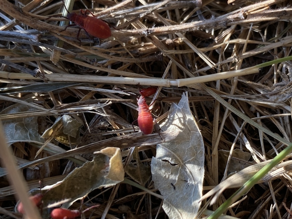 Insects from Confederation Park, Calgary, AB, CA on August 19, 2023 at ...