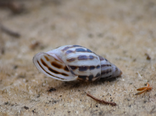 Drymaeus serpesratrum · iNaturalist