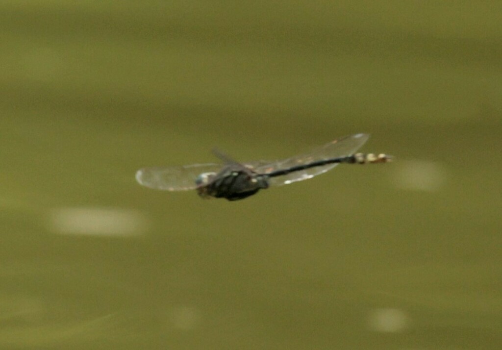 Elusive Clubtail from Otto Armleder, Hamilton County, OH, USA on August ...