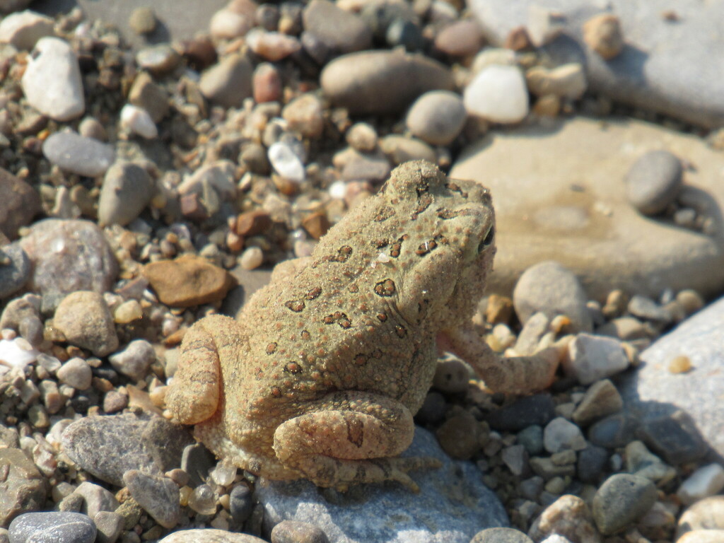 Fowler's Toad from Otto Armleder, Hamilton County, OH, USA on August 19 ...