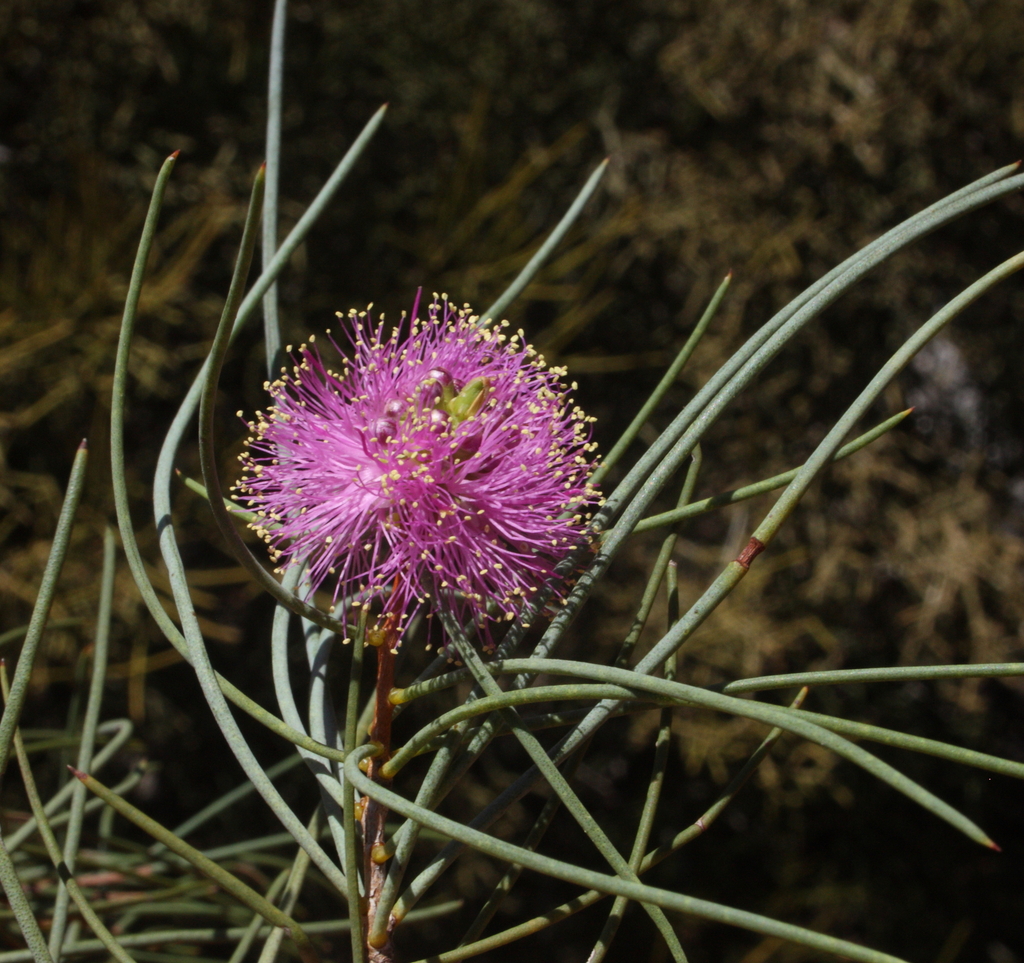 Melaleuca nematophylla from Lake Deborah WA 6484, Australia on October ...