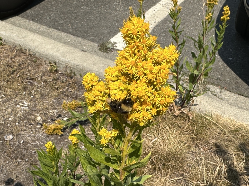 Western Bumble Bee from Mount Rainier National Park, Ashford, WA, US on ...