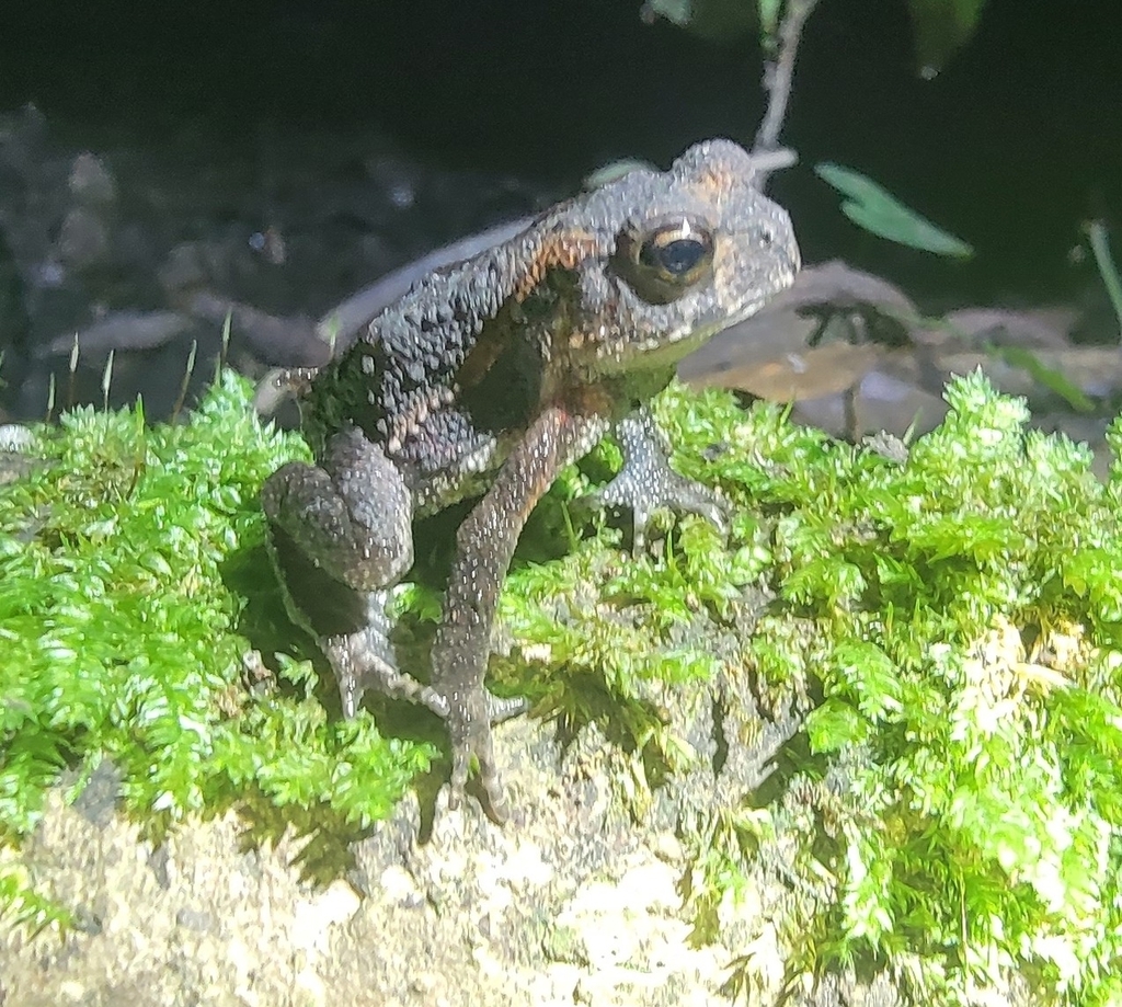 Western Japanese Common Toad from Daisen, JP-TT, JP on August 19, 2023 ...