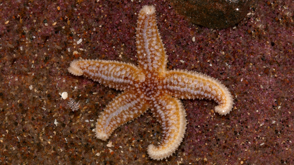 Common Sea Star from Nigg, Tain IV19 1QR, UK on May 2, 2005 at 01:16 PM by Alan Melville ...