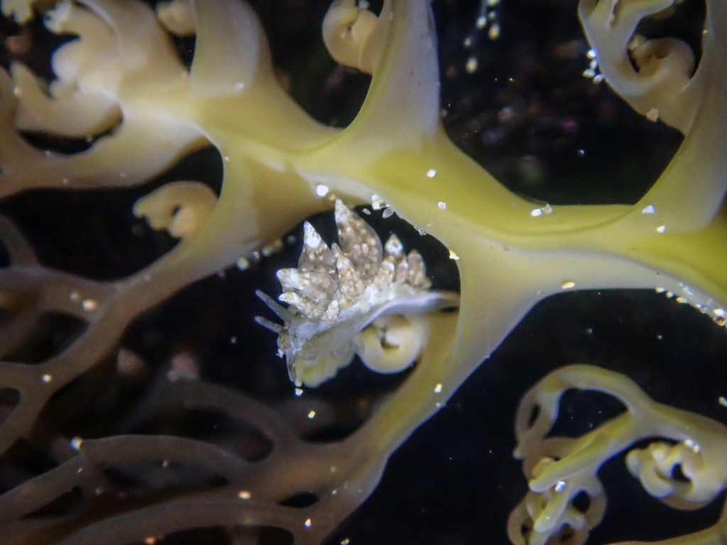 Eubranchus from Surf Coast - East, AU-VI, AU on August 7, 2023 at 09:31 ...