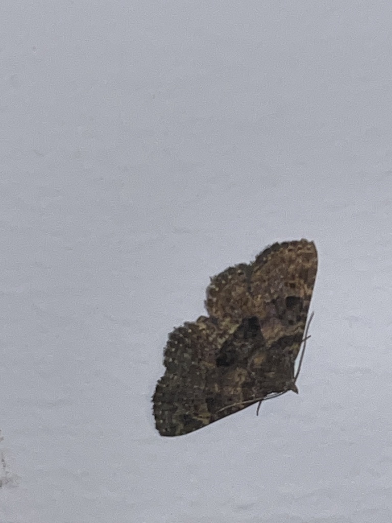 Common Fungus Moth from Halsey Rd, Annapolis, MD, US on August 19, 2023 ...