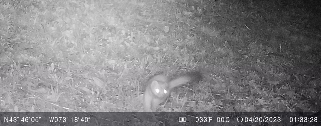 Long-tailed Weasel from Orwell, VT, US on April 20, 2023 at 01:33 AM by ...
