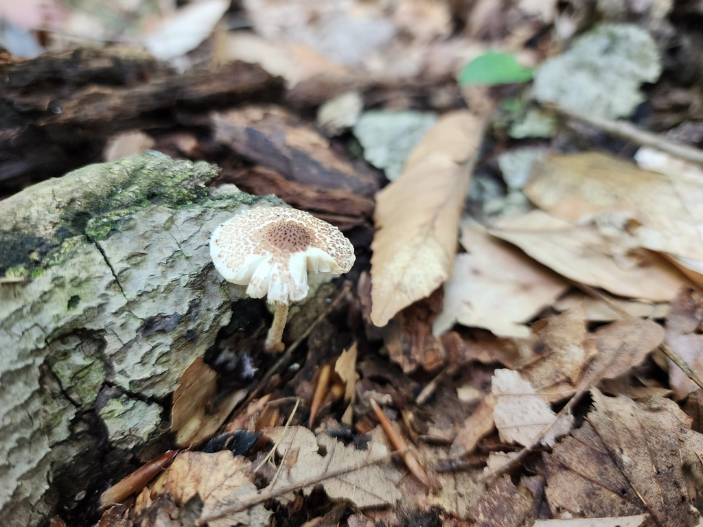 Stinking Dapperling from Brown Township, IN, USA on August 19, 2023 at ...