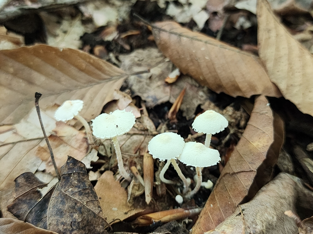 bearded dapperling from Brown Township, IN, USA on August 19, 2023 at ...