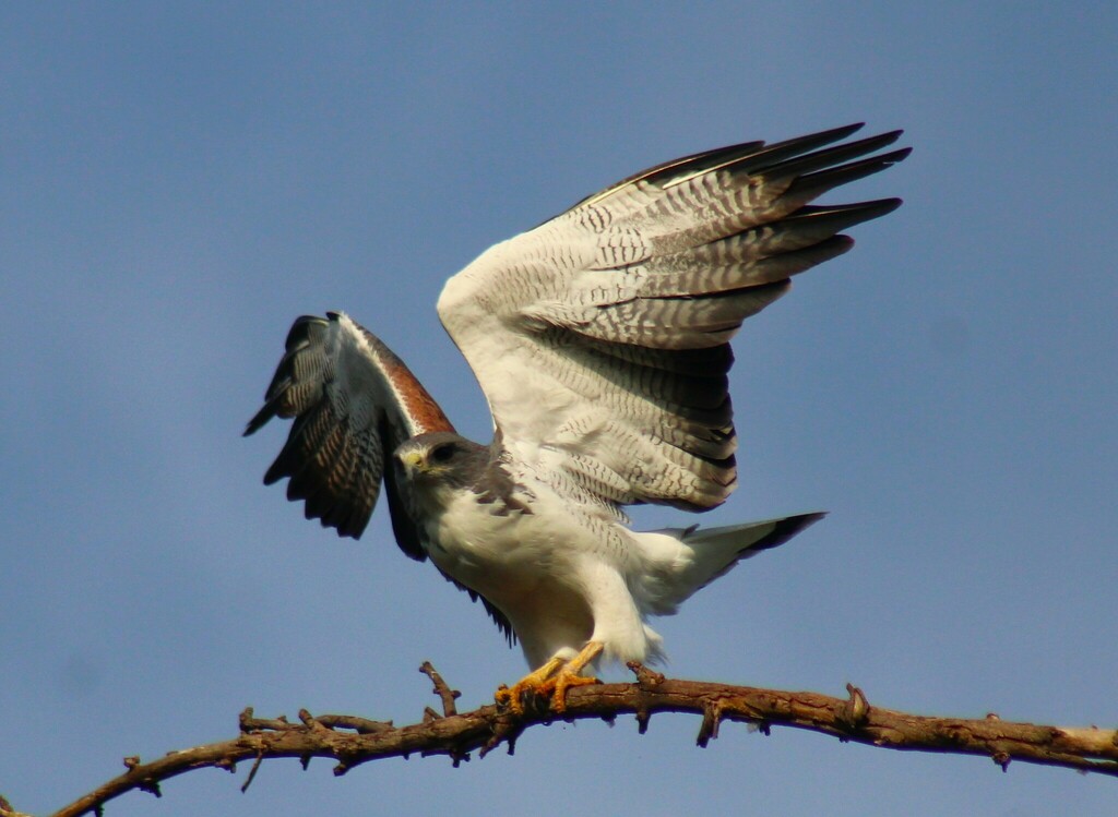 White-tailed Hawk from Ahualulco de Mercado, Jal., México on August 19 ...