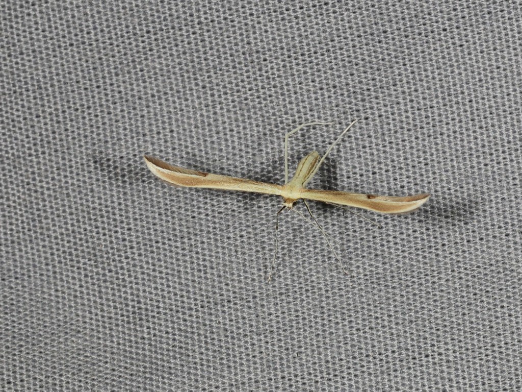 American Straw-colored Plume Moths from Parc de la rivière Mitis on ...