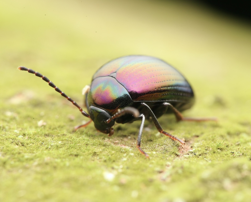 Amarygmus malaccanus from Singapore on December 25, 2021 at 02:21 PM by Joshua Wong · iNaturalist
