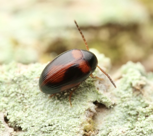 Amarygmus iunctus · iNaturalist