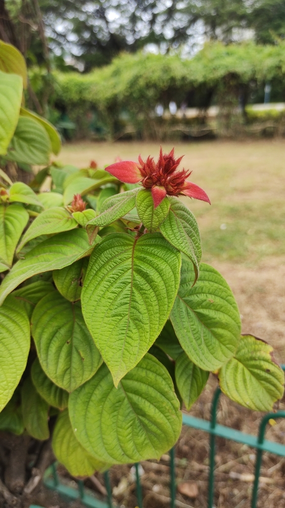 Red-leaved Mussaenda from Simla Nagar, Malabar Hill, Mumbai ...