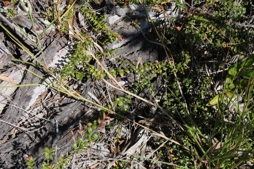 Midgen Berry from Maroochy - Coastal North, AU-QL, AU on August 19 ...