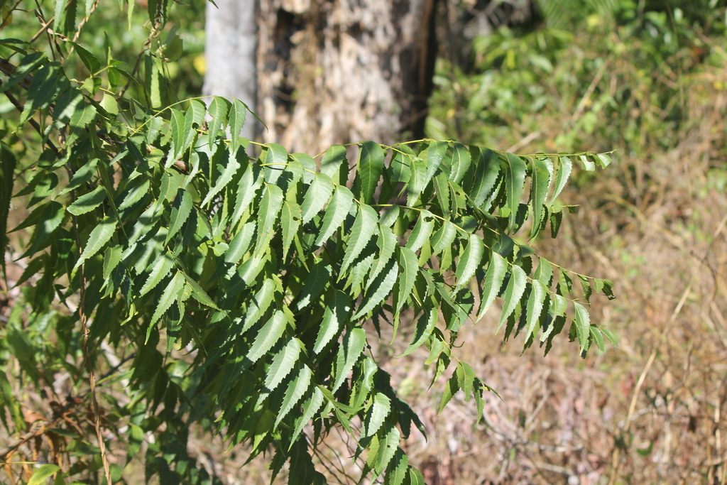 Neem from Lee Point-Leanyer Swamp, Northern Territory, Australia on ...