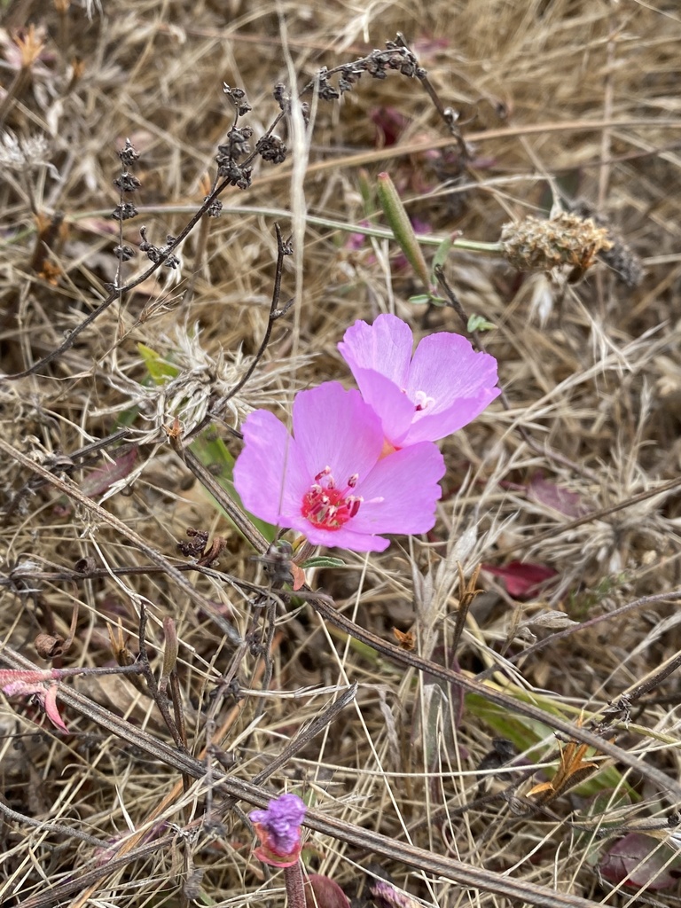 ruby chalice clarkia from Phillip Burton Wilderness, Bolinas, CA, US on ...