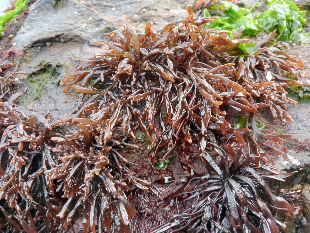 Gigartinales from Otago, New Zealand on August 18, 2023 at 10:54 AM by ...