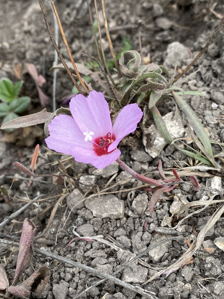 ruby chalice clarkia from Phillip Burton Wilderness, Bolinas, CA, US on ...