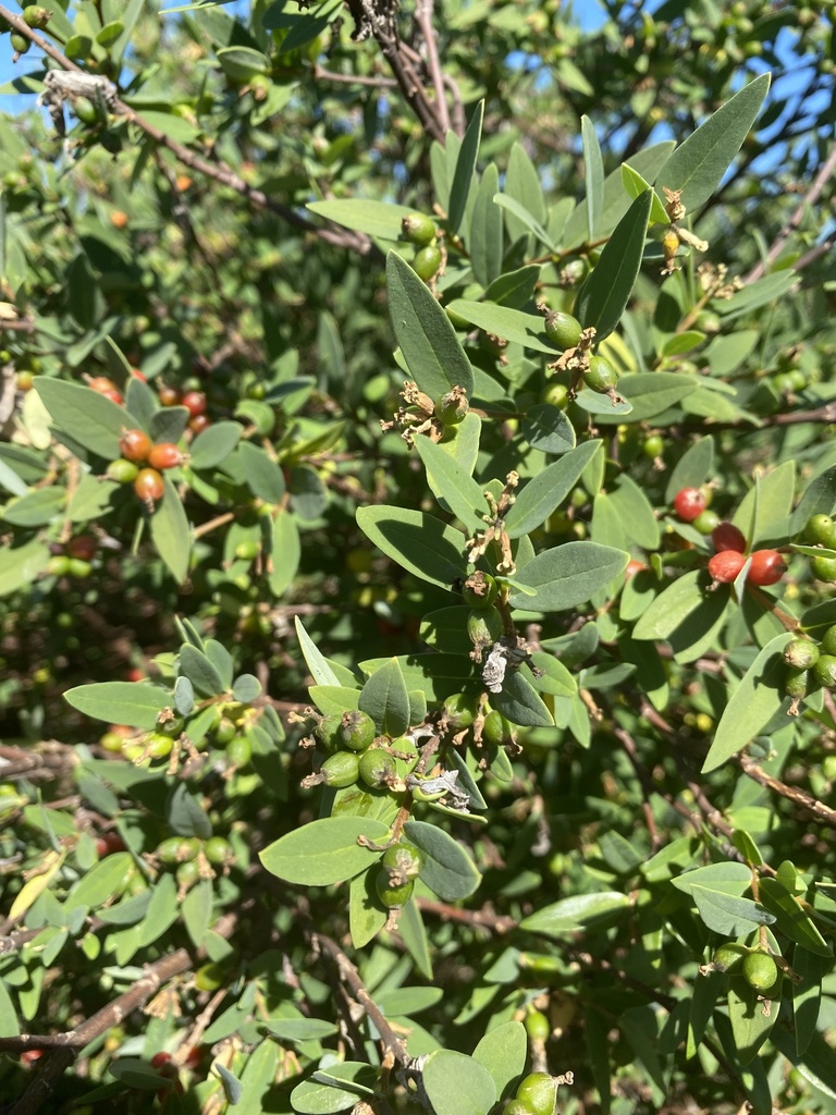 Bootlace Plant from Glass House Woodford Rd, Beerburrum, QLD, AU on ...