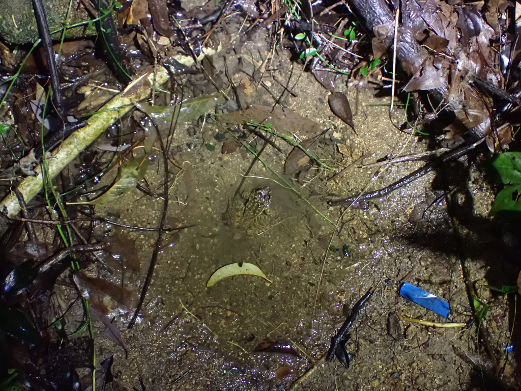 Lesser Spiny Frog from Tai Po, HK on August 19, 2023 at 09:47 PM by ...