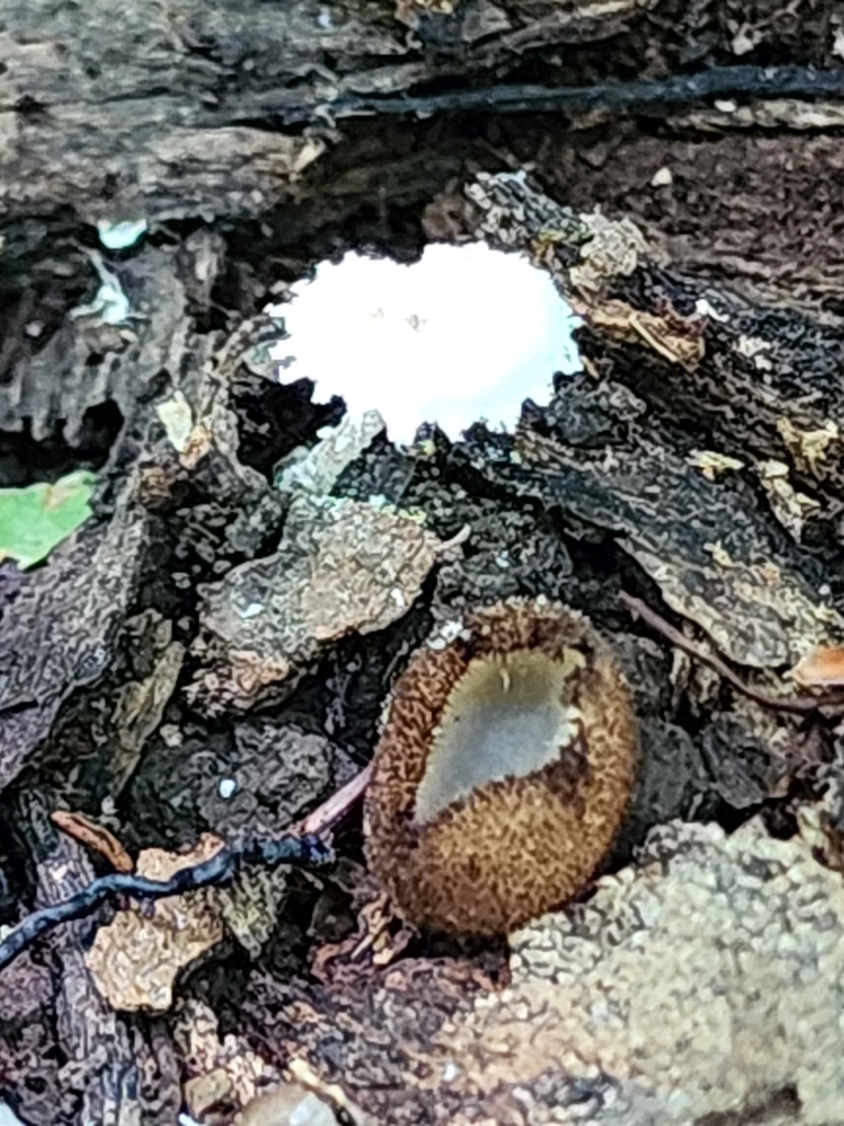 bearded dapperling from Brown Township, IN, USA on August 19, 2023 at ...