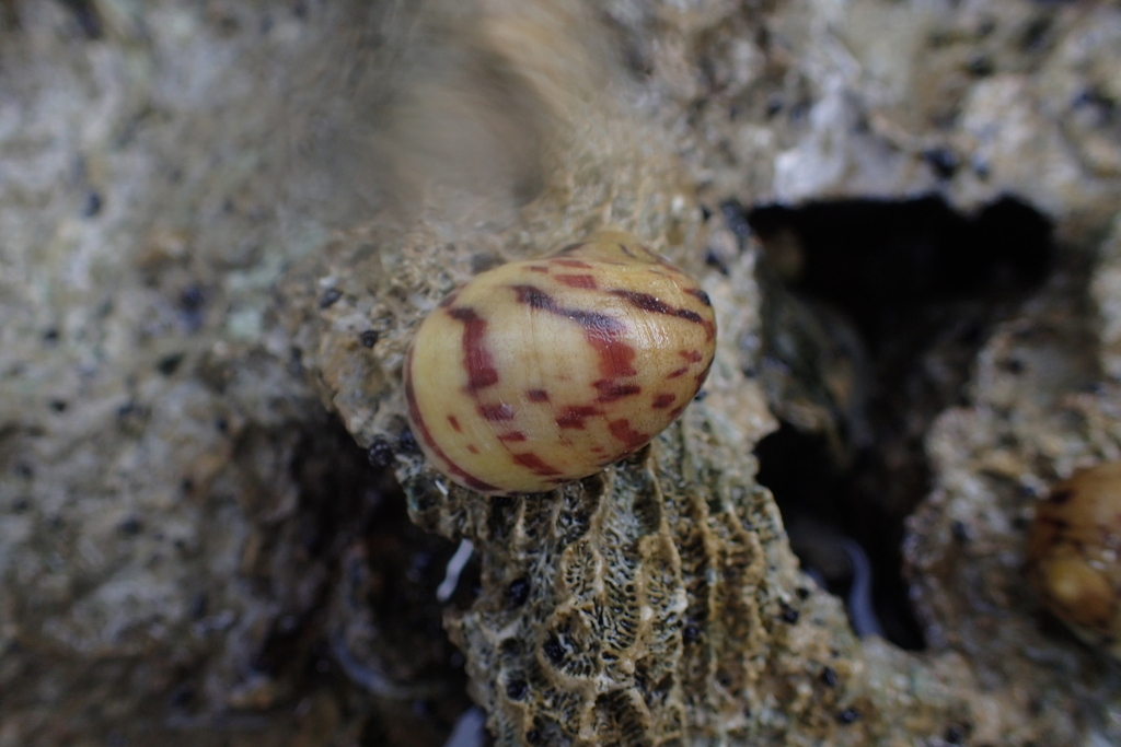 Bleeding Tooth Nerite from Limón Province, Punta Cocles, Costa Rica on ...
