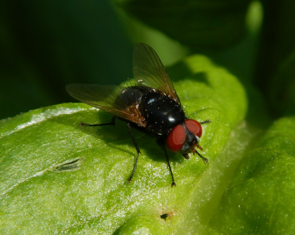 Calyptrate Flies in August 2023 by augochlora · iNaturalist