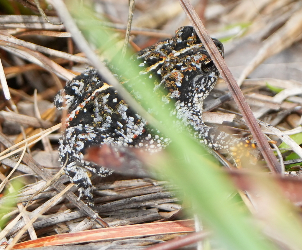 Oak Toad from Brooker Creek Headwaters Nature Preserve, Keystone, FL ...
