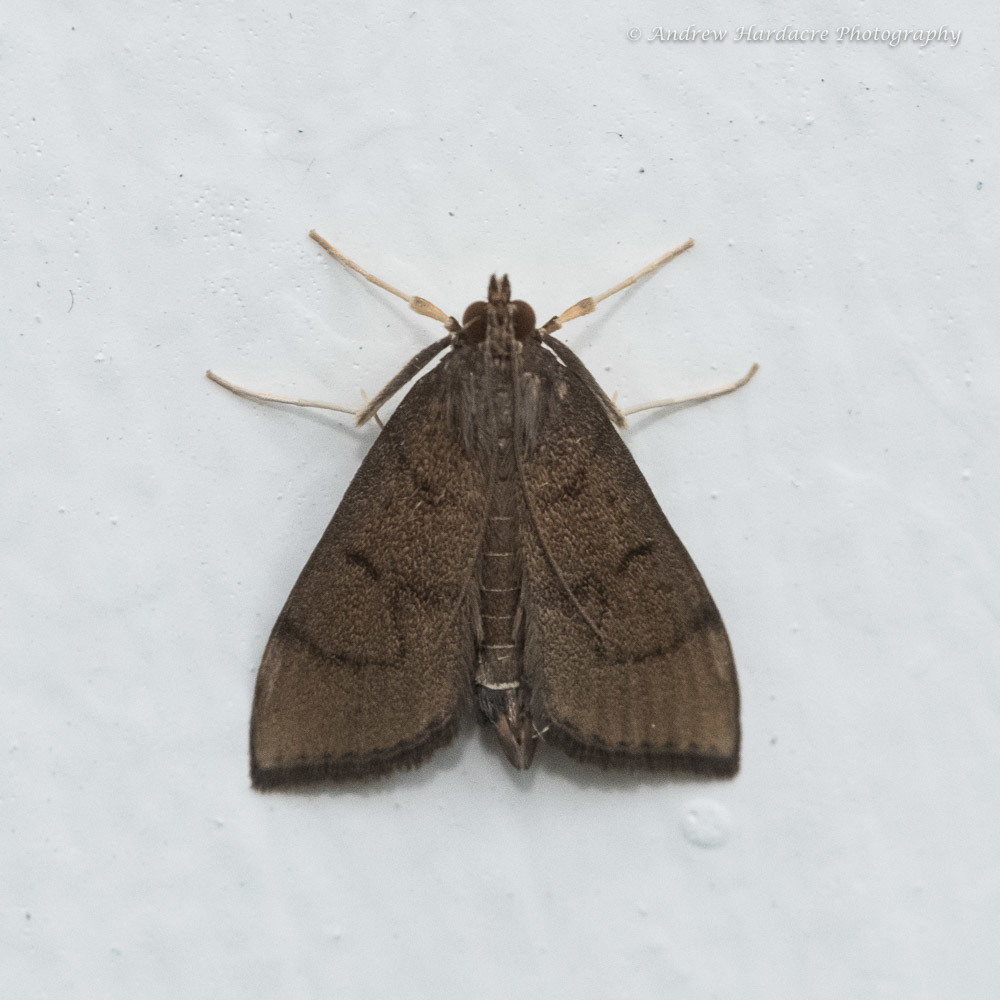 Omiodes poeonalis (Lepidoptera (butterflies and moths) of the Chagos ...