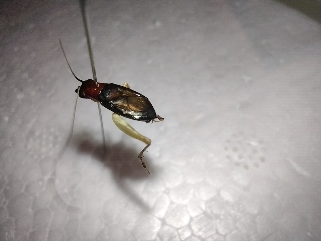 Red-headed Bush Cricket in August 2023 by Avery Fae · iNaturalist