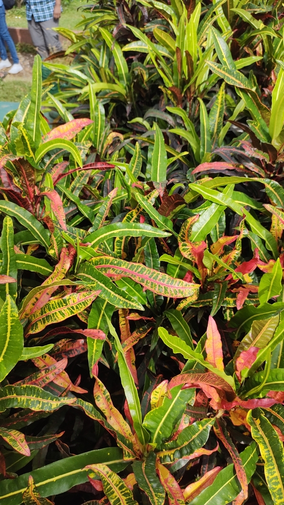Variegated Croton from Simla Nagar, Malabar Hill, Mumbai, Maharashtra ...