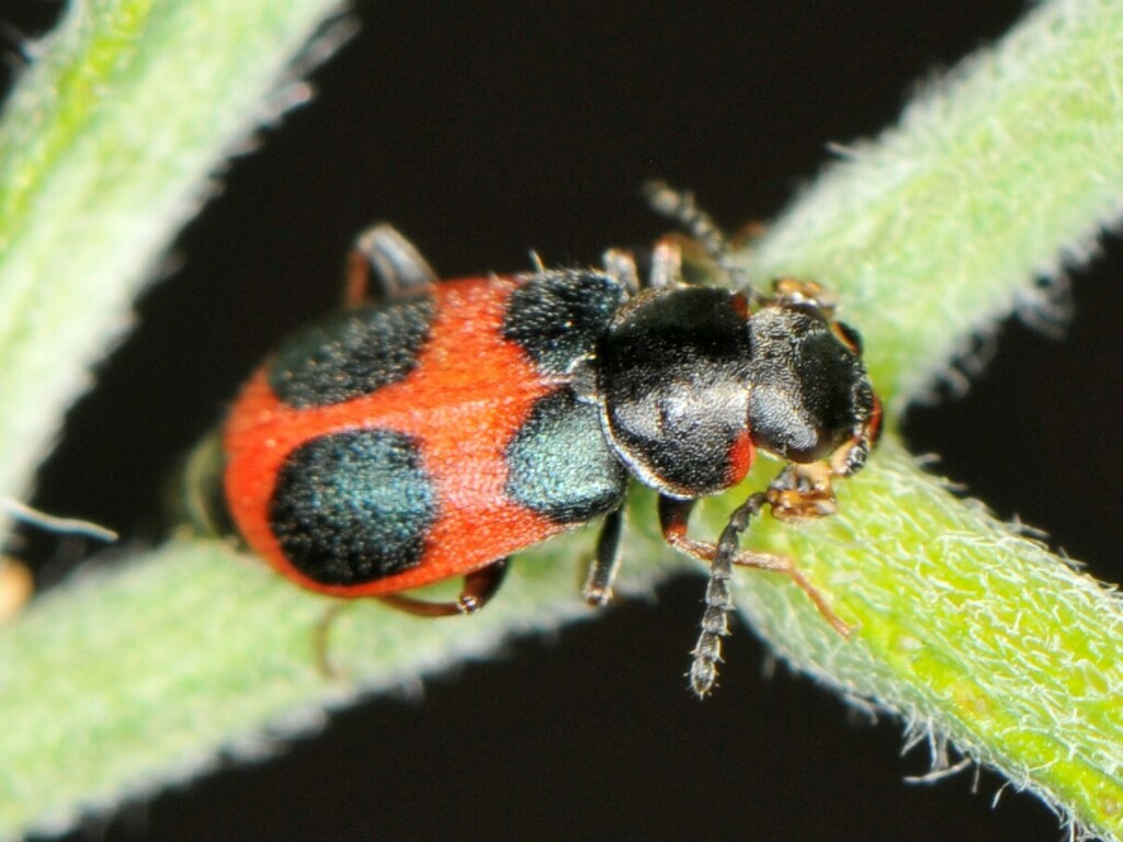 Collops versatilis in August 2023 by Elliott Gordon. Roosting on ...