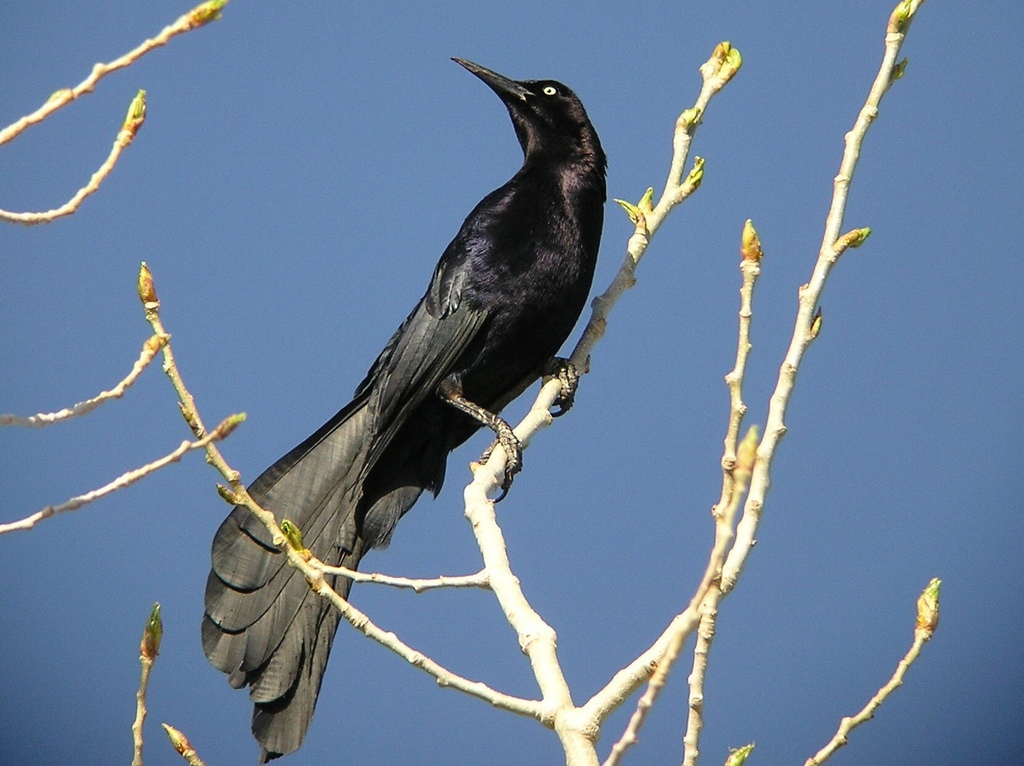 Great-tailed Grackle from 3893 75th St, Boulder, CO, US on April 16 ...
