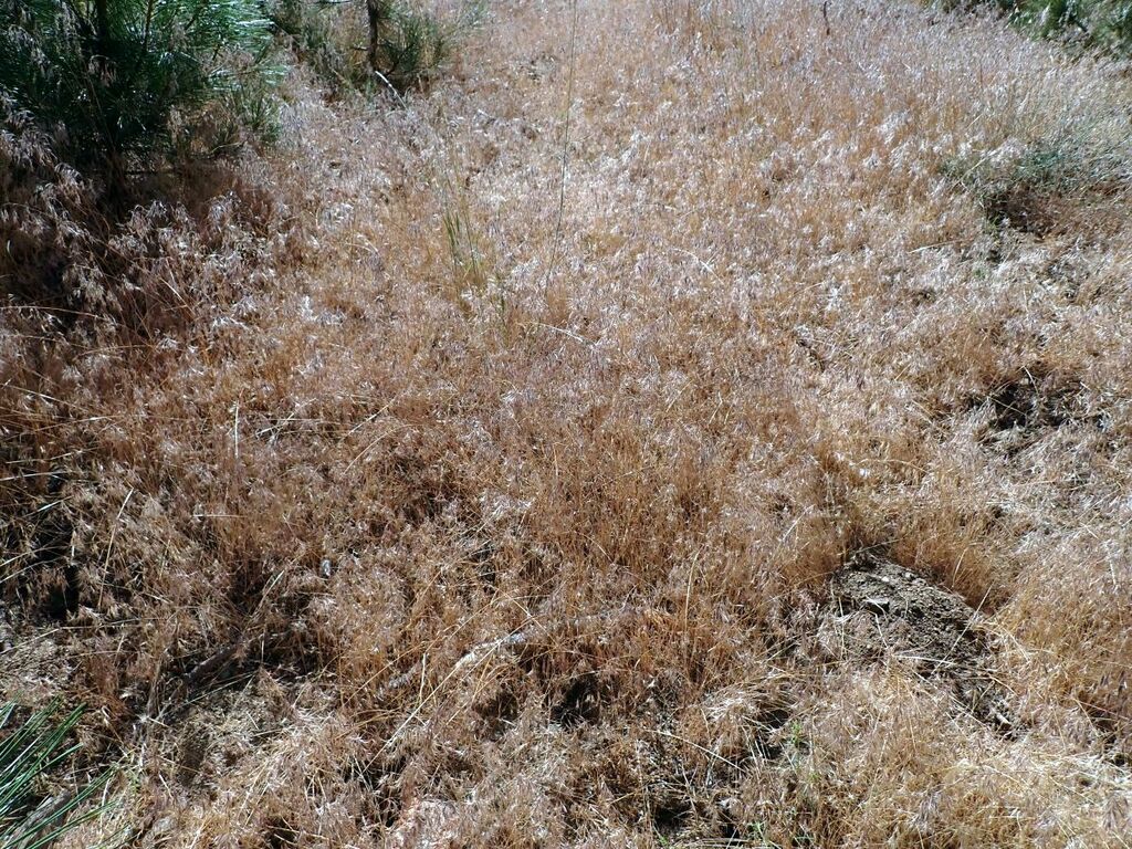 Cheatgrass from Riverside County, CA, USA on August 17, 2023 at 03:13 ...