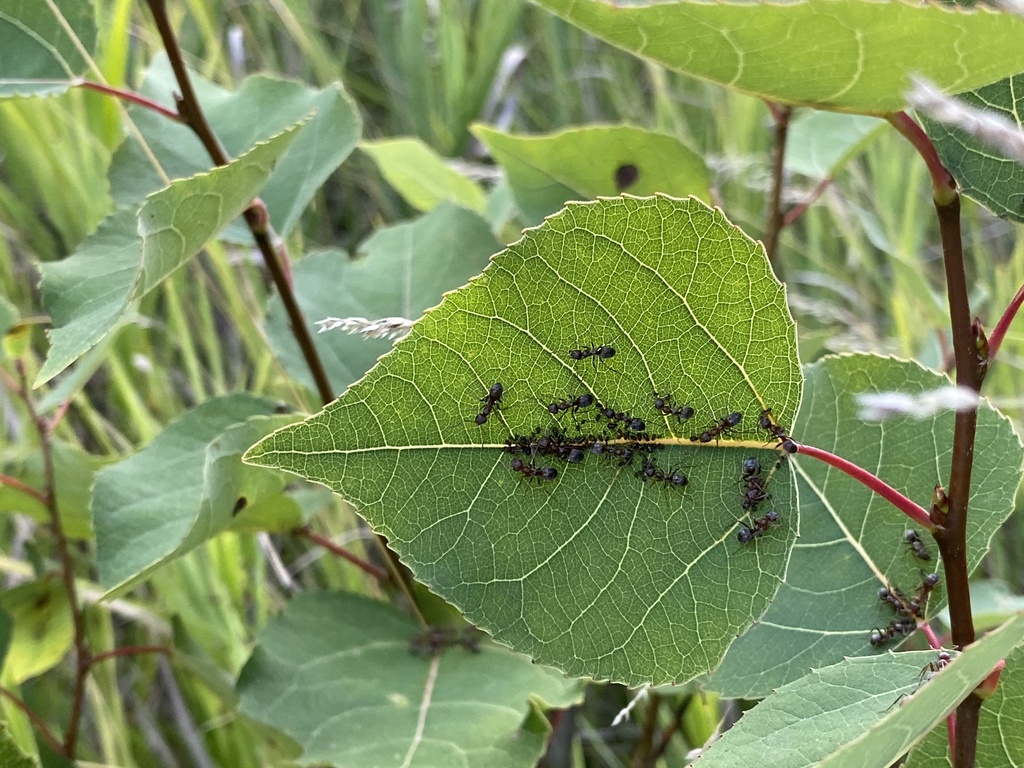 Smoky Poplar Aphid in August 2023 by Mark · iNaturalist