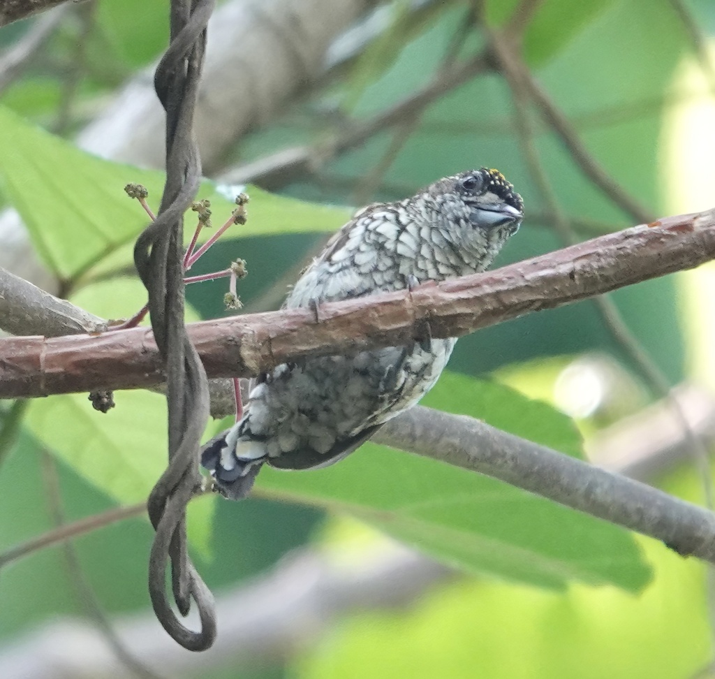 Scaled Piculet from Manaure, CO-CE, CO on April 15, 2023 at 06:10 AM by ...