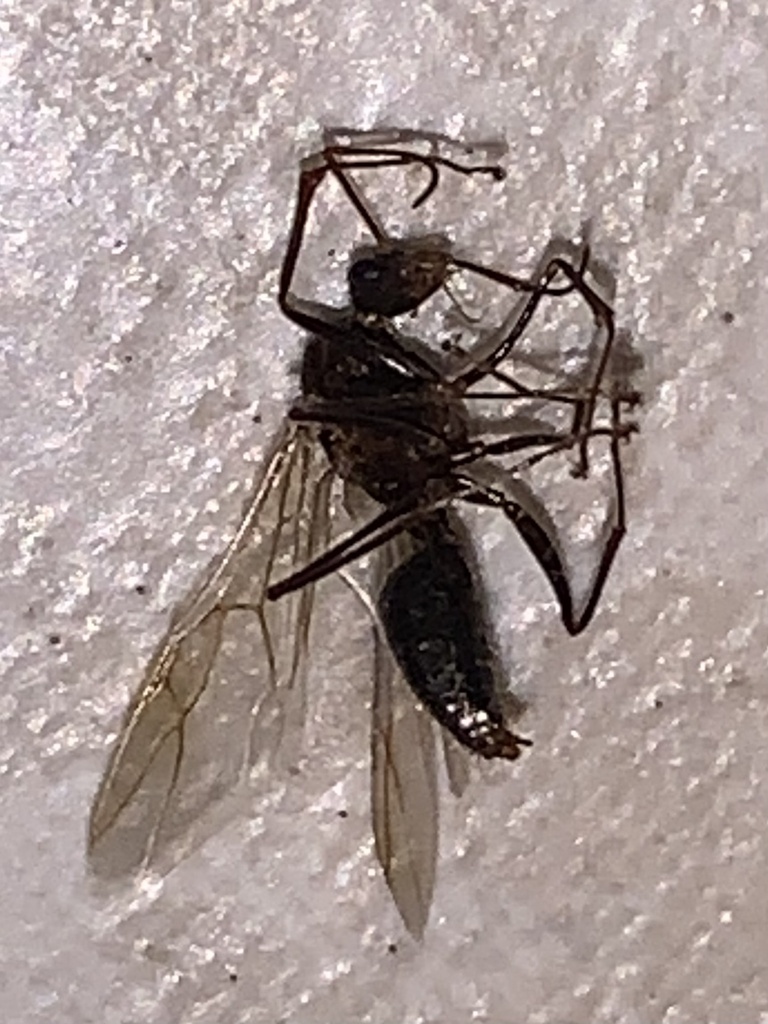 Carpenter Ants, Typical Sugar Ants and Allies from Alvin, TX, US on ...