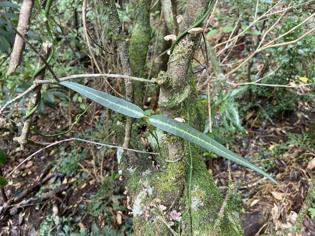 Gardneria multiflora from New Taipei, New Taipei City, Taiwan on August ...