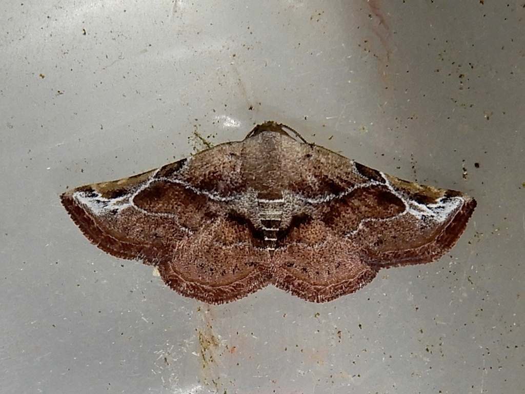 Zurobata from Udumbanchola, Idukki, KL, IN on August 15, 2023 at 12:24 ...