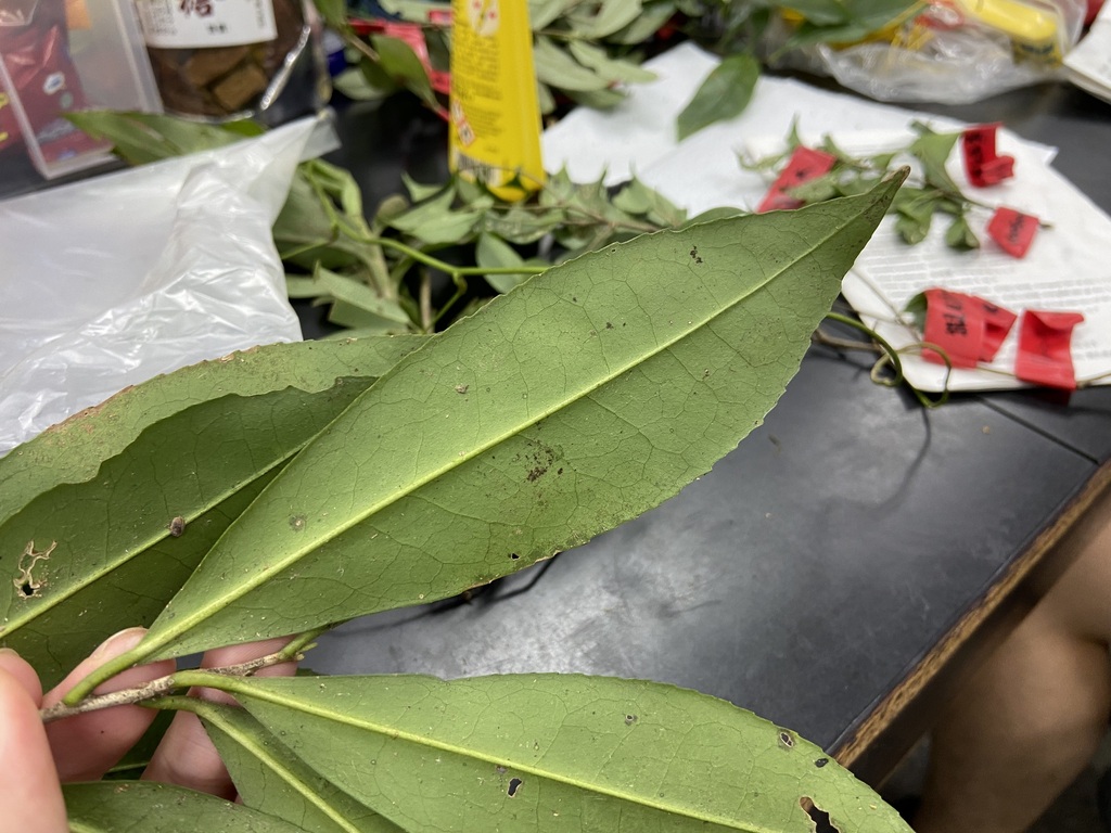 Pyrenaria microcarpa from 台灣台北 on August 18, 2023 at 03:33 PM by ...