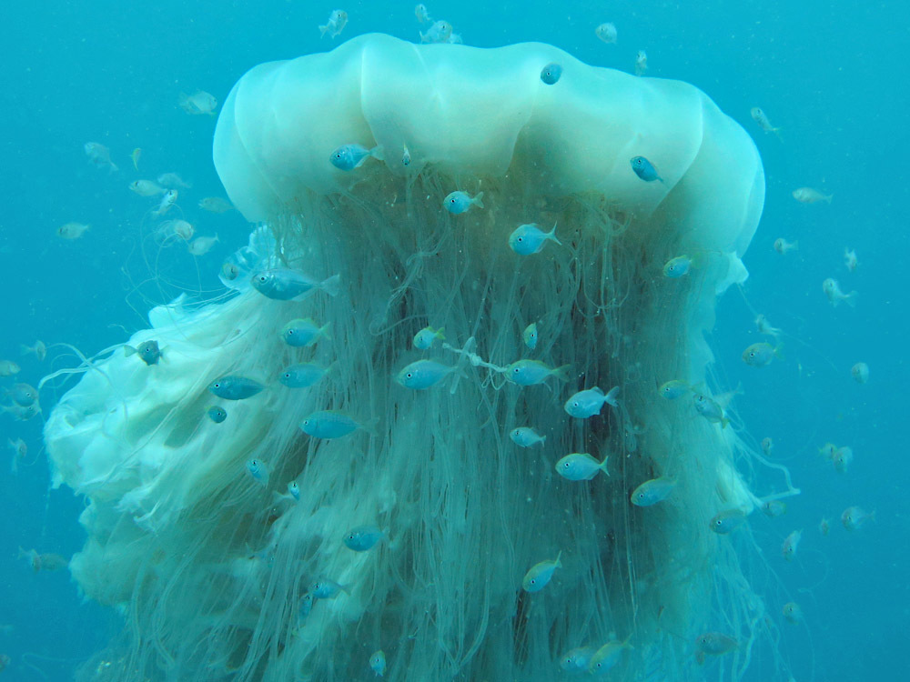 Driftfishes (Nomeidae) - Marine Life Identification