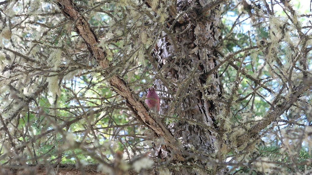 Chinese White-browed Rosefinch from 甘肃省甘南藏族自治州迭部县扎尕那 邮政编码: 747400 on ...