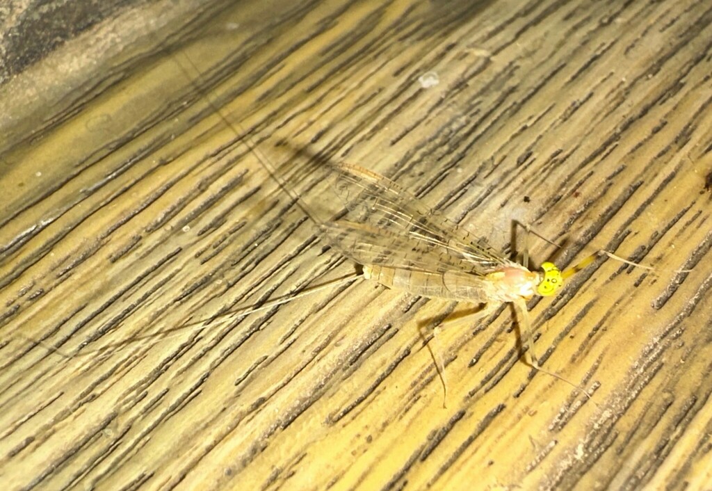 Stream Mayflies from Goose Shoals, Lauderdale County, AL, USA on July ...