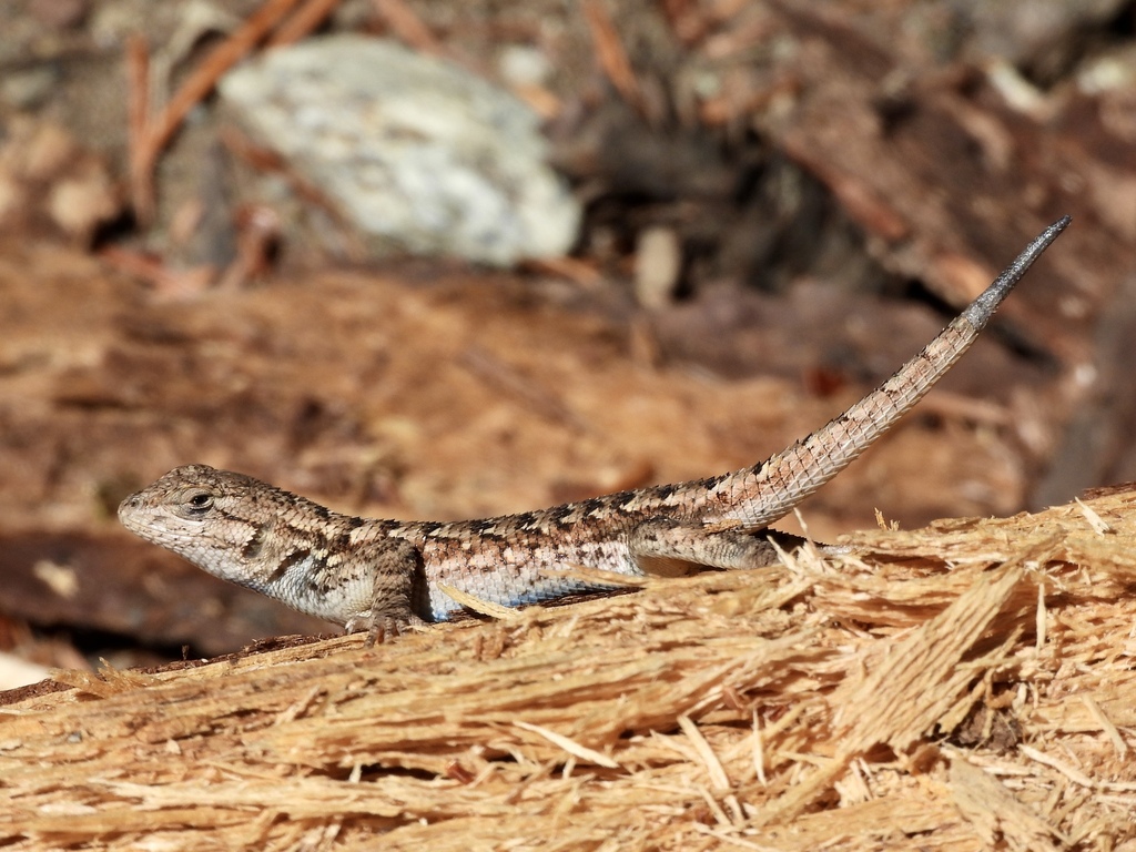 Coast Range Fence Lizard From Marin County Ca Usa On August 19 2023 At 1044 Am By Zihanwei