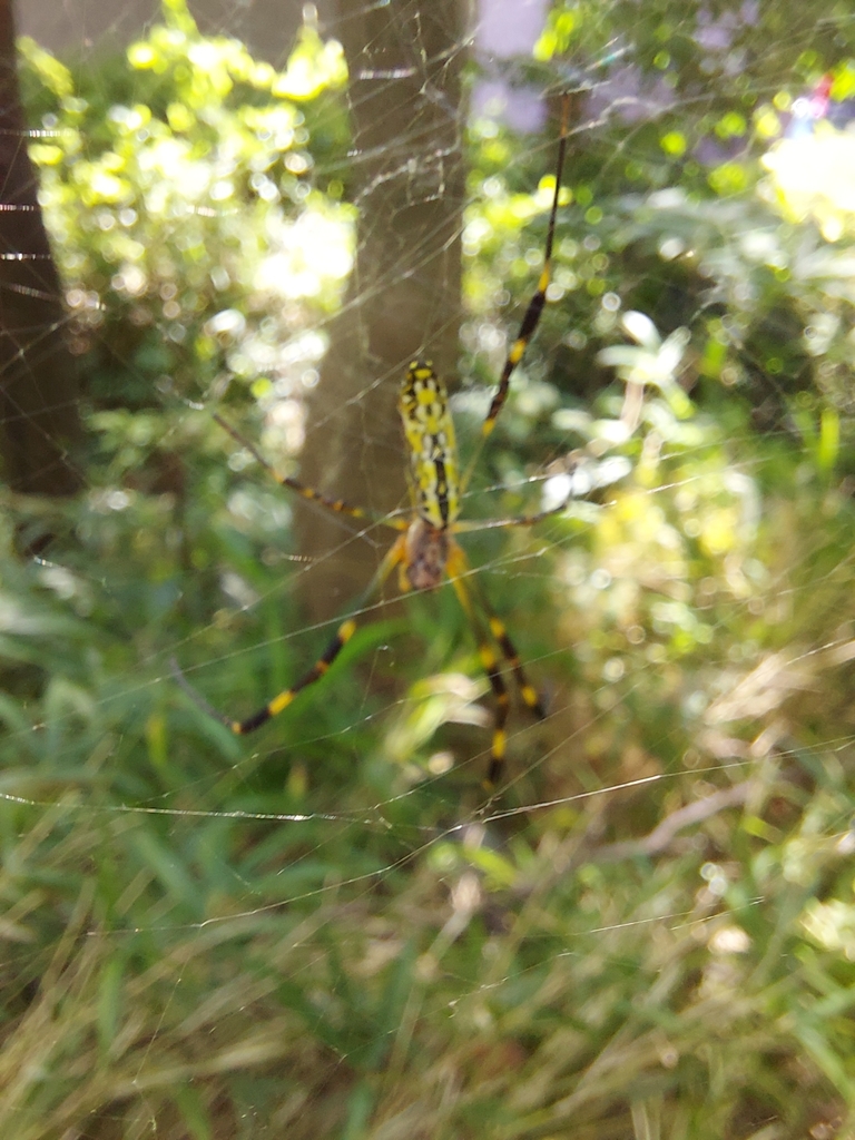 Joro Spider from 664-0015, Japan on August 20, 2023 at 10:14 AM by ...