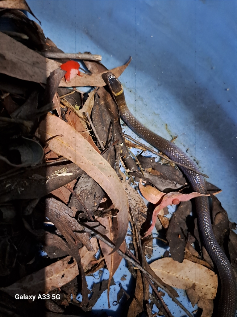 Northern Dwarf-crowned Snake from "The Castle", Watsonville QLD 4887 ...