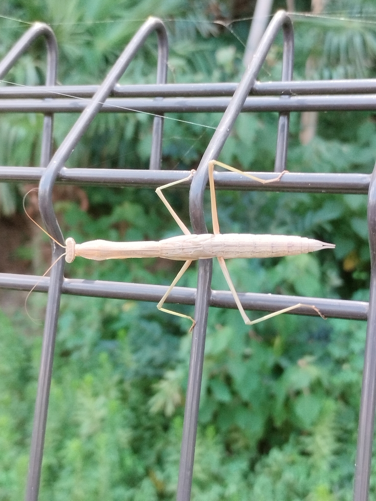 Tenodera from Funabashi on August 20, 2023 at 12:05 PM by ant1776 ...