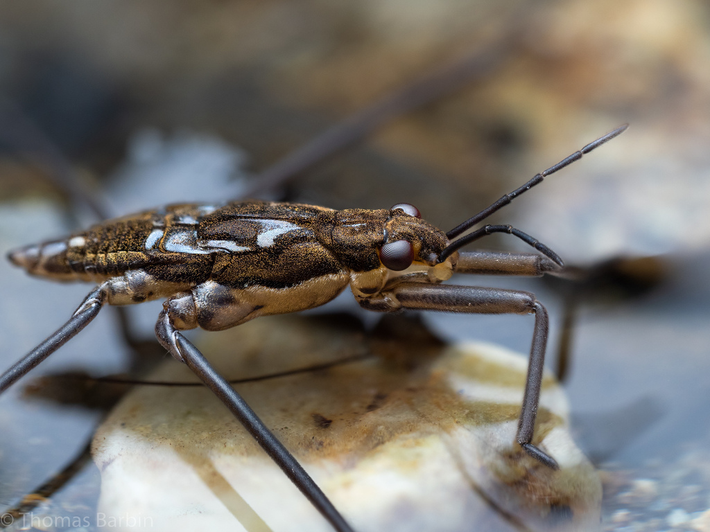 Common Water Strider from Capital, BC, Canada on August 1, 2023 at 10: ...